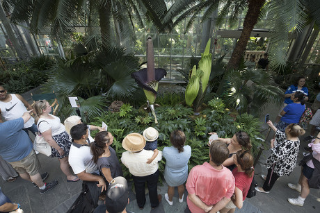 One Three Rare Amorphophallus Titanums Commonly Editorial Stock Photo ...