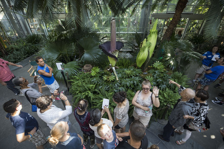 One Three Rare Amorphophallus Titanums Commonly Editorial Stock Photo ...
