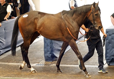 029 Rainbow Orse Selling Tattersalls Ireland Editorial Stock Photo ...