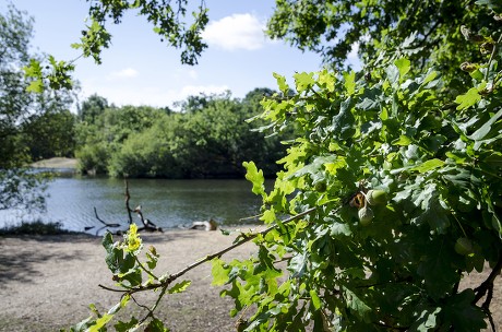 Hollow Ponds By Epping Forest Leytonstone Editorial Stock Photo - Stock ...