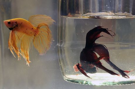 Two Male Siamese Fighting Fish Betta Editorial Stock Photo - Stock ...