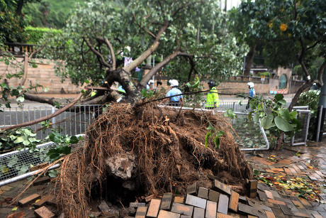 Uprooted Tree On Street Hong Kong Editorial Stock Photo - Stock Image ...