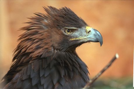 500 imágenes de Eagle has landed - Imágenes de stock, imágenes ...