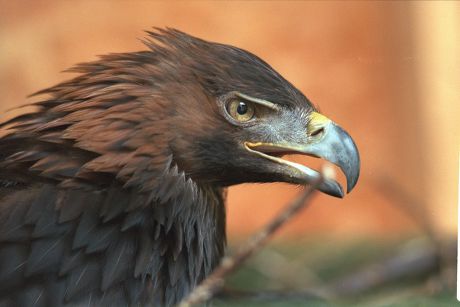 Sable Golden Eagle Eagle Has Landed Editorial Stock Photo - Stock Image ...