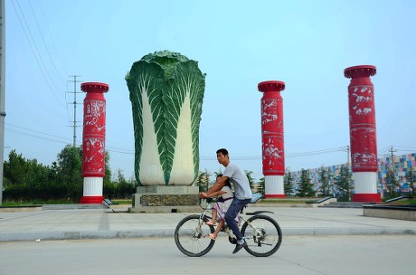 9metertall Sculpture Chinese Cabbage Editorial Stock Photo - Stock ...