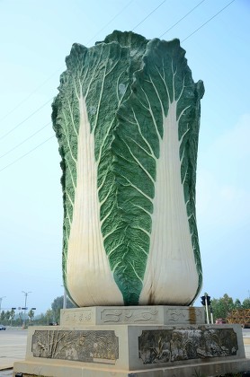 250 Chinese cabbage Stock Pictures, Editorial Images and Stock Photos ...