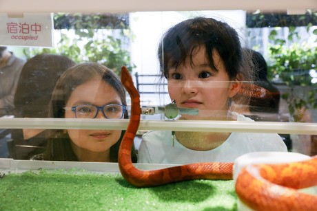8 Looping snake Stock Pictures, Editorial Images and Stock Photos ...