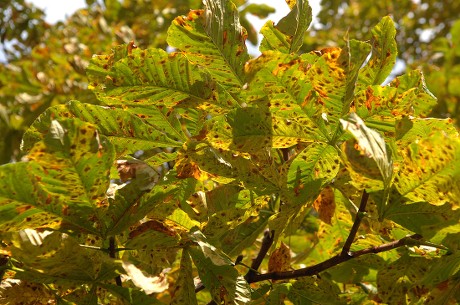 Signs Disease On Horse Chestnut Trees Editorial Stock Photo - Stock ...
