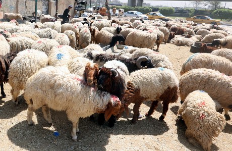 Iraqi Sheep Vendor Displays Sheep Sale - Foto de stock de contenido ...