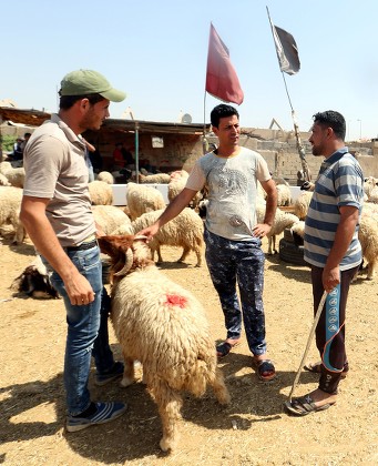 Iraqi Sheep Vendor Displays Sheep Sale - Foto de stock de contenido ...