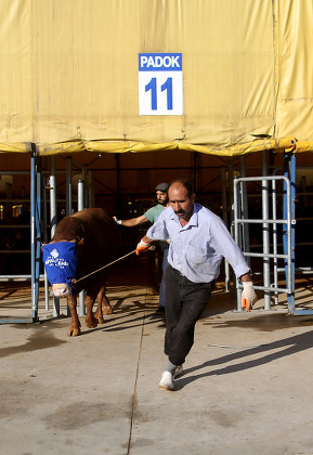Turkish People Prepare Sacrifice Animals During Editorial Stock Photo ...