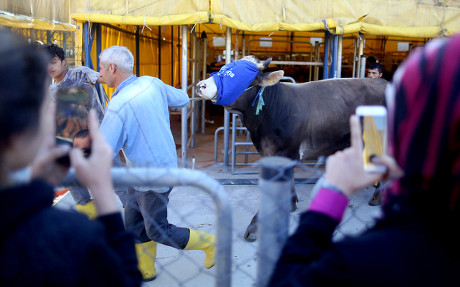 People View Animals That Will Be Editorial Stock Photo - Stock Image ...