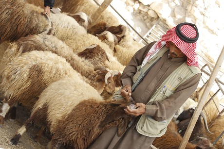 Jordanian Man Buys Sheep Market During Editorial Stock Photo - Stock ...
