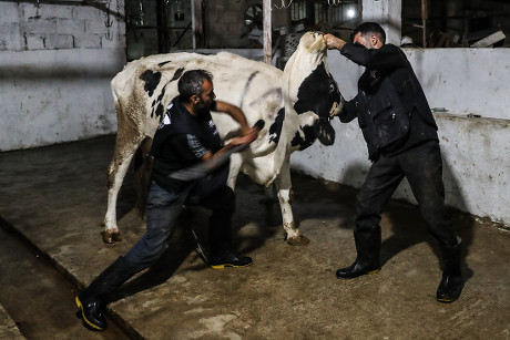 Butcher Prepares Cut Throat Cow Inside Editorial Stock Photo - Stock ...