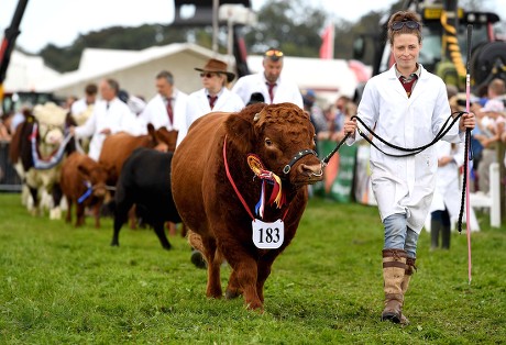 Cattle During Grand Parade Editorial Stock Photo - Stock Image ...