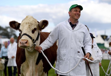 Cattle During Grand Parade Editorial Stock Photo - Stock Image ...