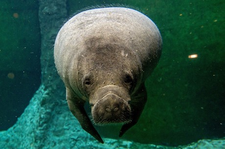 African Manatee Swims Basin Wroclaws Zoo Editorial Stock Photo - Stock ...