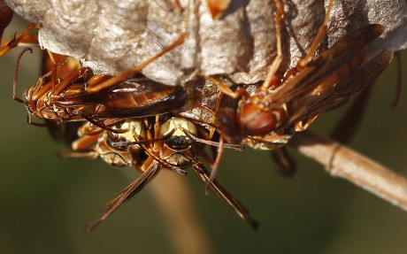 Mound Red Paper Wasps Polistes Carolina Editorial Stock Photo - Stock ...