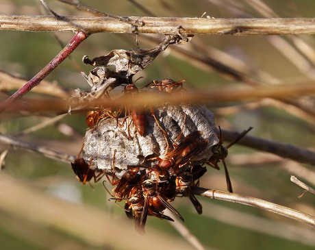 250 Wasp nests Stock Pictures, Editorial Images and Stock Photos ...
