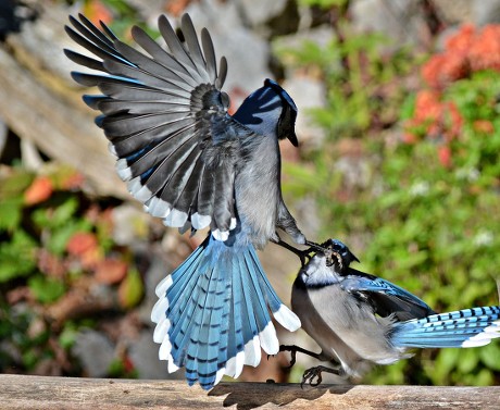 Blue Jays Fighting Editorial Stock Photo - Stock Image | Shutterstock