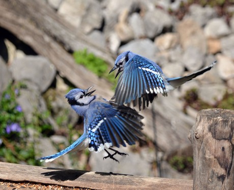 Blue Jays Fighting Editorial Stock Photo - Stock Image | Shutterstock
