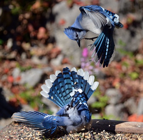 Blue Jays Fighting Editorial Stock Photo - Stock Image | Shutterstock