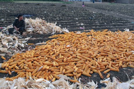Egyptian Woman Collects Cleans Corn Cobs Editorial Stock Photo - Stock ...