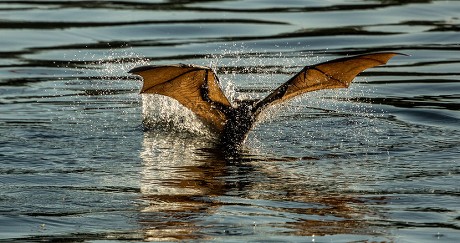 Little Red Flying Foxes Flies Over Editorial Stock Photo - Stock Image ...