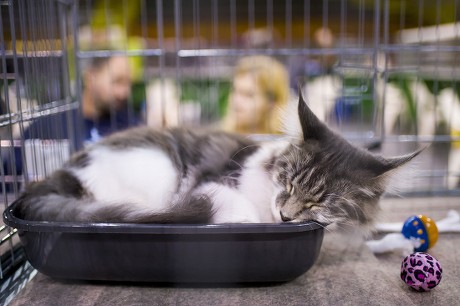 Cat show in Hungary, Eger - 24 Sep 2017 Stock Pictures, Editorial ...