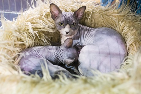 Cat show in Hungary, Eger - 24 Sep 2017 Stock Pictures, Editorial ...