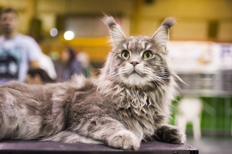 Cat show in Hungary, Eger - 24 Sep 2017 Stock Pictures, Editorial ...