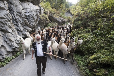 Lama Alpaca Breeder Family Arnold Luginbuehl Editorial Stock Photo ...
