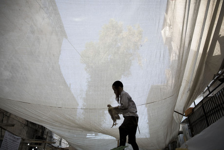 Kaparot ritual performed in Jerusalem ahead of Yom Kippur, Israel - 27 ...
