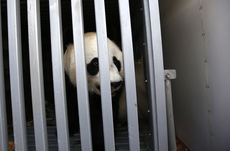 Male Giant Panda Cai Tao Sits Editorial Stock Photo - Stock Image ...