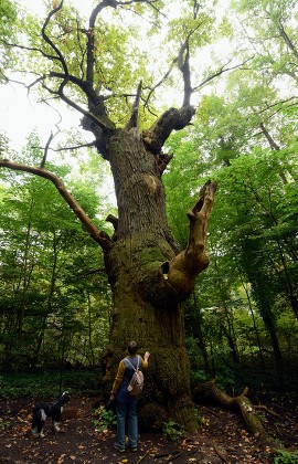 Dicke Marie Oak Tree Thick Marie Editorial Stock Photo - Stock Image ...