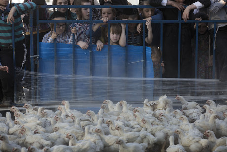 Kaparot ritual performed in Beit Shemesh ahead of Yom Kippur, Israel ...