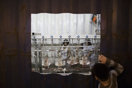 Kaparot ritual performed in Beit Shemesh ahead of Yom Kippur, Israel ...
