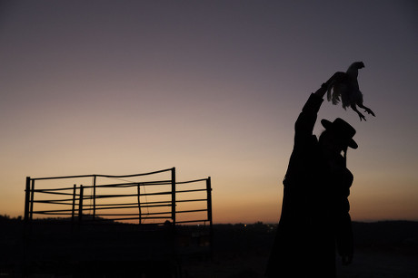 Kaparot ritual performed in Beit Shemesh ahead of Yom Kippur, Israel ...