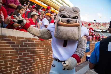 Georgia Bulldogs Mascot Uga After Ncaa Editorial Stock Photo - Stock ...