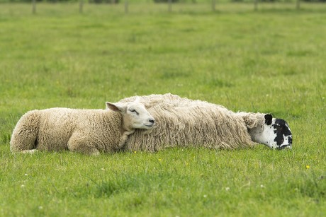 500 Ovine Stock Pictures, Editorial Images and Stock Photos | Shutterstock