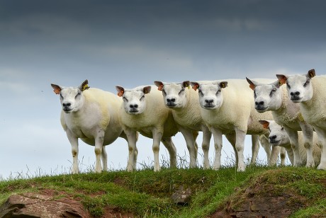 500 Ovine Stock Pictures, Editorial Images and Stock Photos | Shutterstock