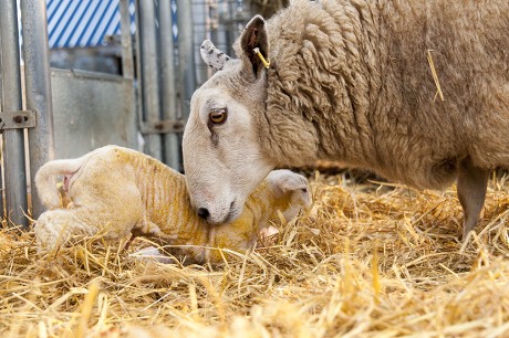 500 Ovine Stock Pictures, Editorial Images and Stock Photos | Shutterstock