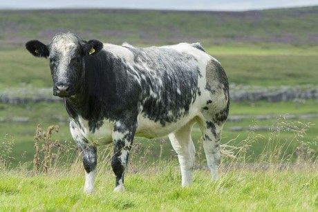 Herd Pedigree British Blue Cattle On Editorial Stock Photo - Stock ...