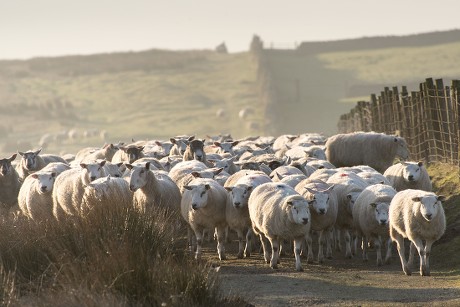 250 Shepherding Stock Pictures, Editorial Images and Stock Photos ...