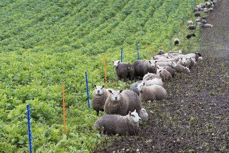 500 Ovine Stock Pictures, Editorial Images and Stock Photos | Shutterstock