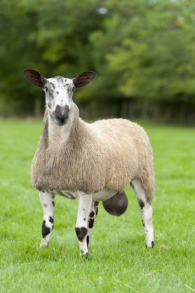 500 Ovine Stock Pictures, Editorial Images and Stock Photos | Shutterstock