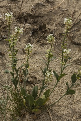 California Spectacle Pod Dithyrea Californica Flower Editorial Stock ...