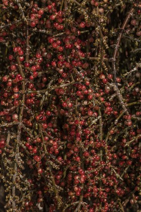 Desert Mistletoe Phoradendron Californicum Abundant Ripe Editorial ...