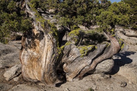 Ancient Trees Sierra Juniper Juniperus Grandis Editorial Stock Photo ...