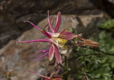 Hybrid Columbine Aquilegia Pubescens X Aquilegoa Editorial Stock Photo ...